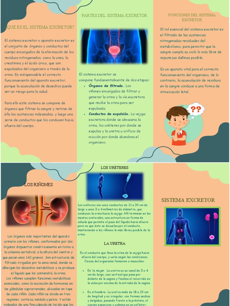 Triptico Sistema Excre | PDF | Sistema urinario | Riñón