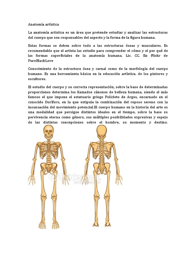 Anatomía Artística Descargar Gratis Pdf Hueso Anatomía