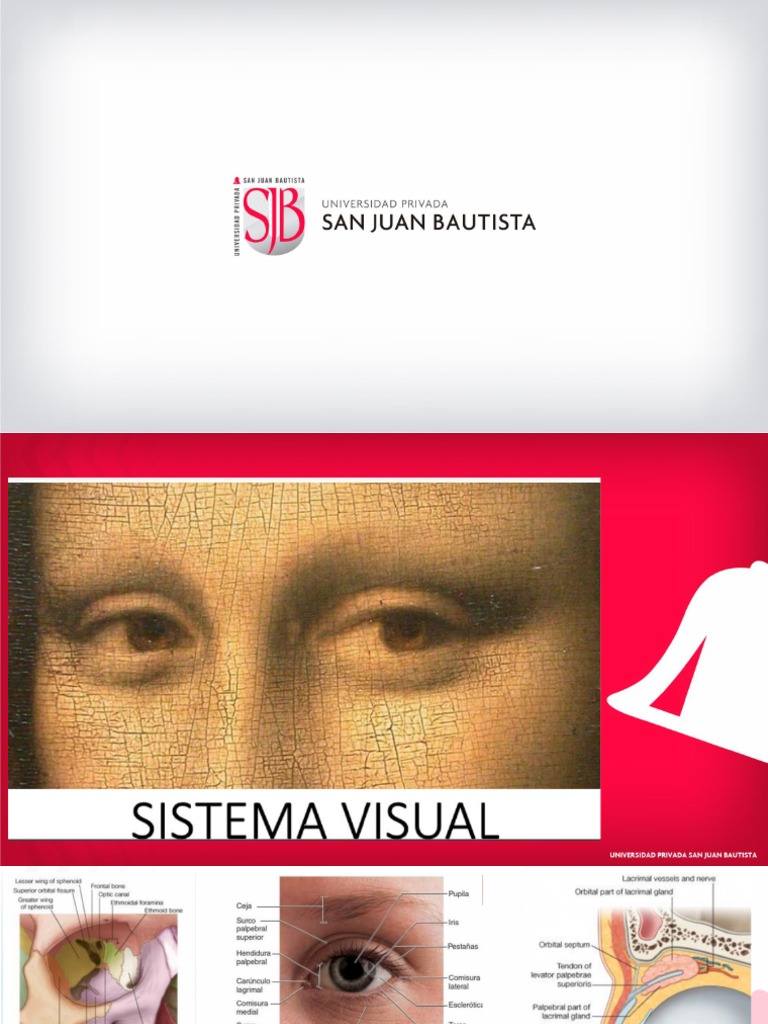 Sistema Visual | PDF | Percepción visual | Ojo humano