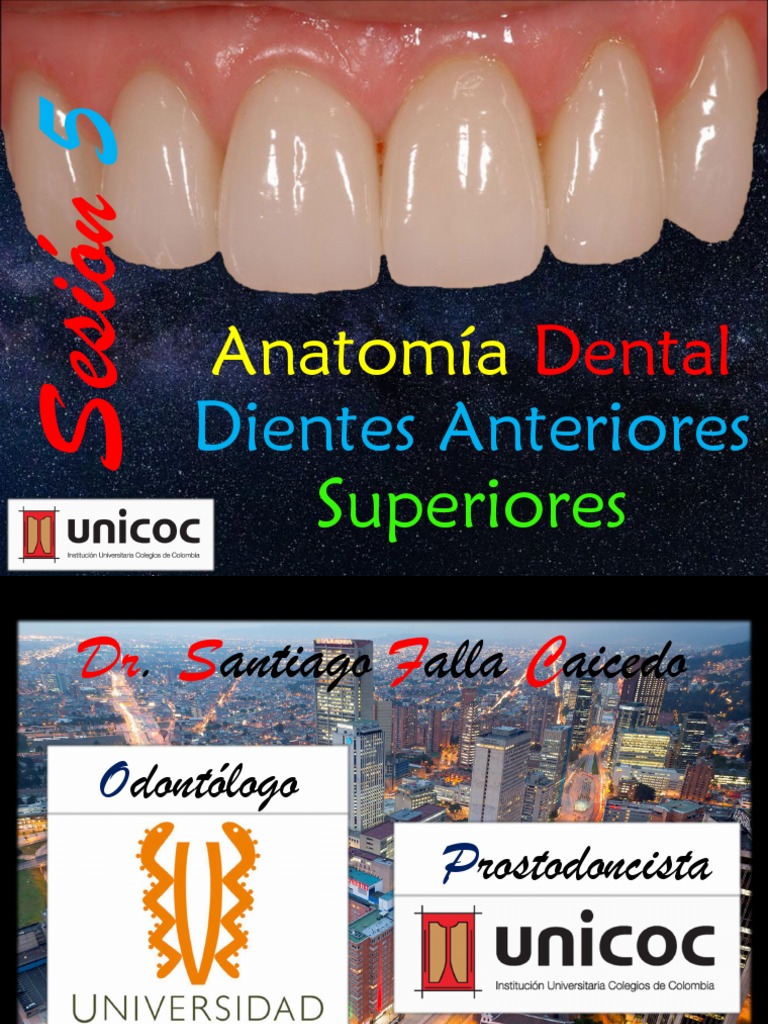 Sesion 5. Dientes Anteriores Superiores Permanentes | PDF | Anatomía ...