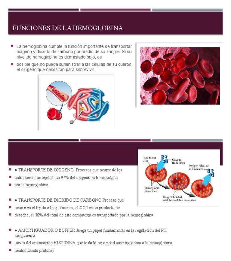 Funciones de La Hemoglobina ,, | PDF