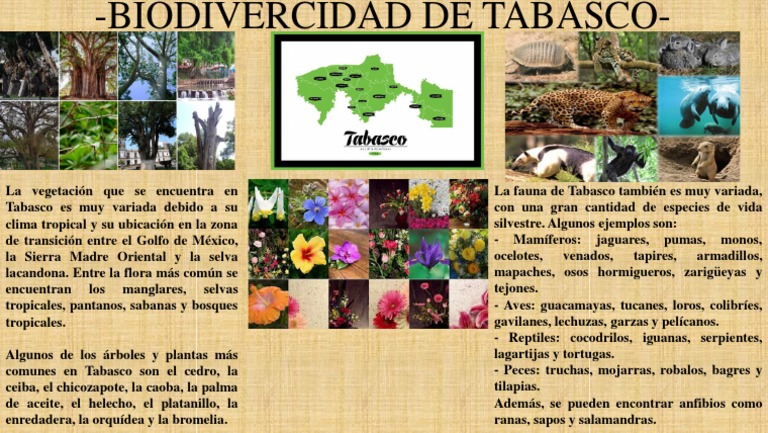 Biodiversidad de Flora y Fauna en Tabasco | PDF | Ciencia y matemáticas ...