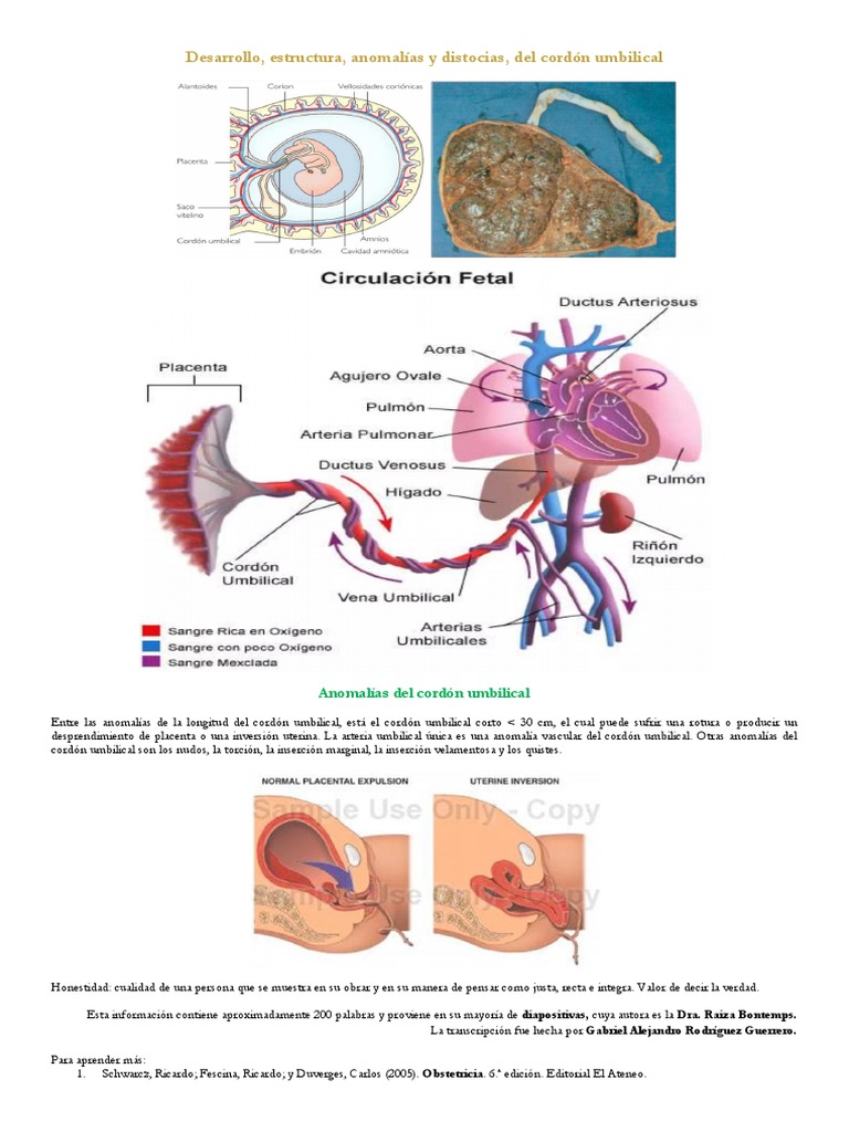 22. Apuntes sobre cordón umbilical | PDF