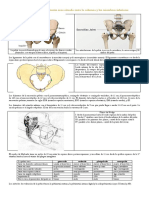 Clasificación de la pelvis según Caldwell y Moloy | PDF | Pelvis | Parto