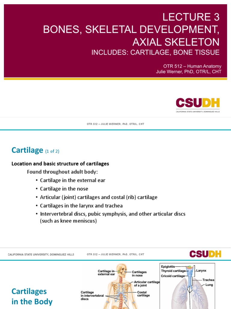 3 - Bones & Axial Skeleton | PDF | Bone | Skull