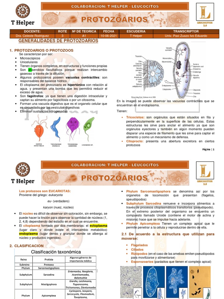 P3-A1. Generalidades de Protozoarios | PDF | Biología Celular) | Nucleo celular