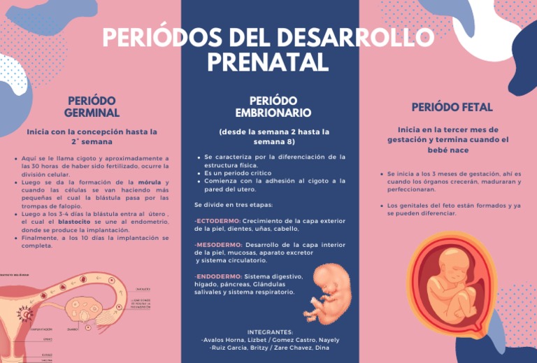 Periódos Del Desarrollo Prenatal | PDF | Biologia de sistemas ...