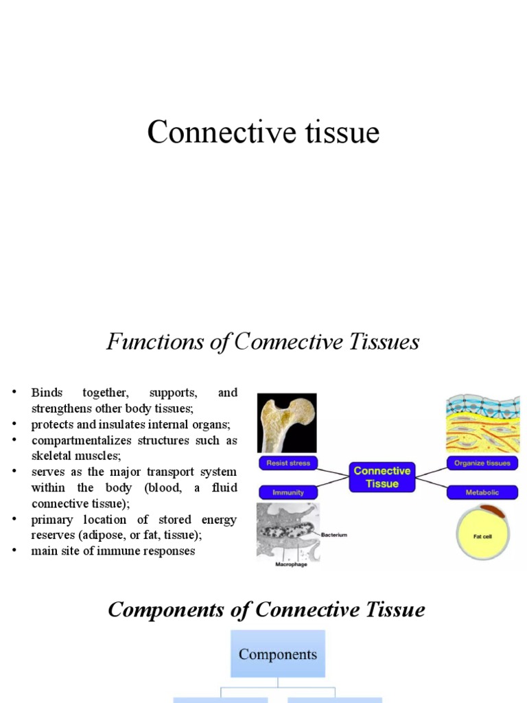 Connective Tissue | PDF | Connective Tissue | Tissue (Biology)
