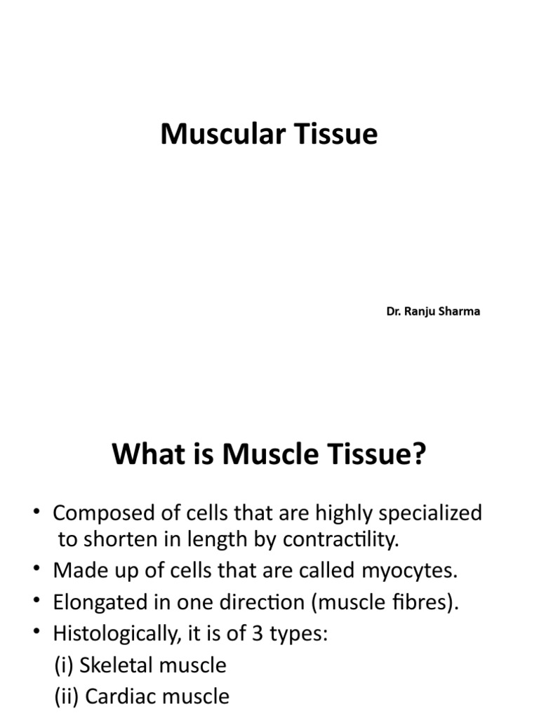 Muscle Tissue | PDF | Muscle Contraction | Skeletal Muscle