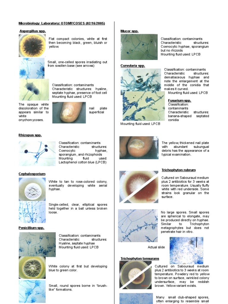 Mycology Lab: Fungi Identification Guide | PDF | Fungus | Nature