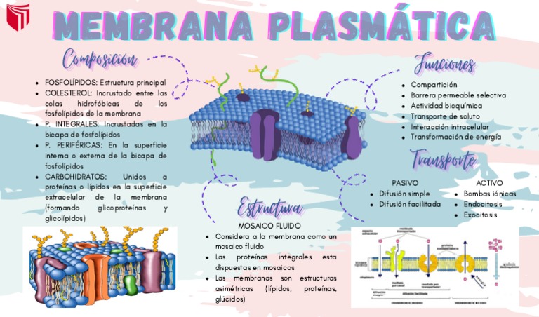 INFOGRAFÍA MEMBRANA PLASMÁTICA | PDF | Membrana celular | Física ...
