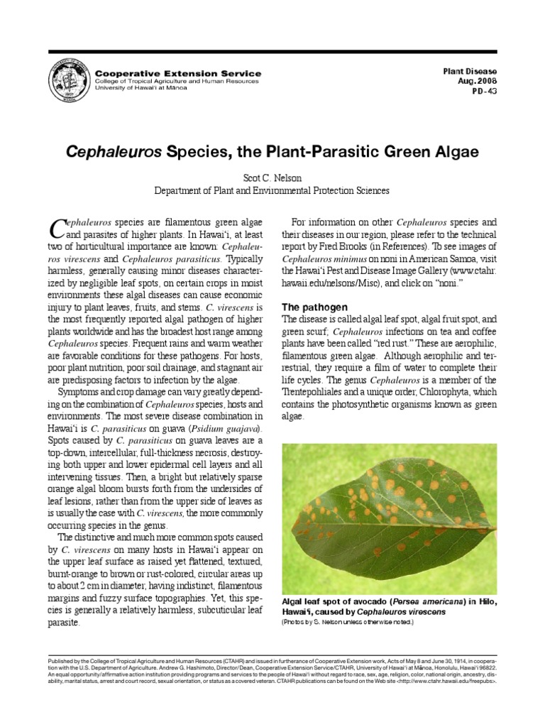 ARTIKEL - Cephaleuros Species, The Plant-Parasitic Green Algae | PDF | Organisms | Botany