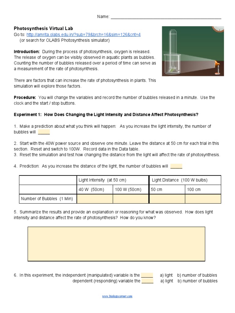 Photosynthesis Lab for Students | PDF | Photosynthesis | Experiment