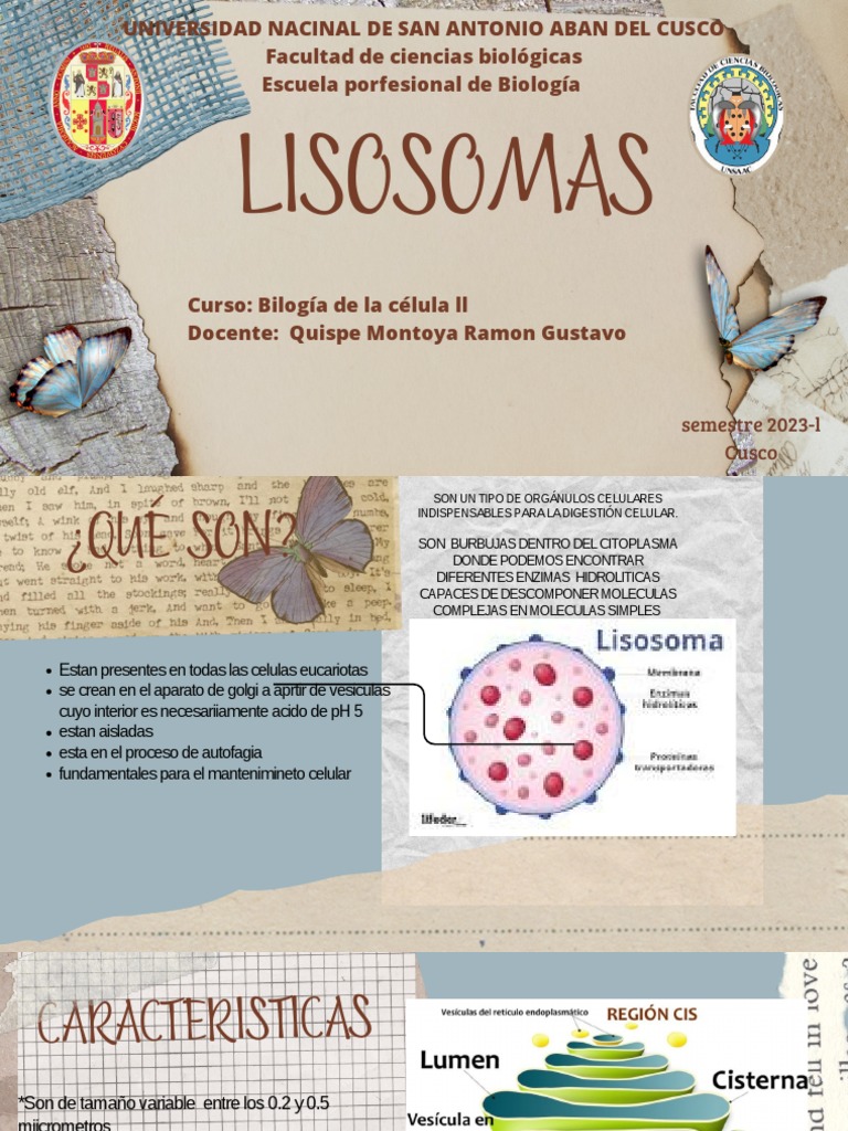 Lisosomas | PDF | Lisosoma | Anatomía Celular