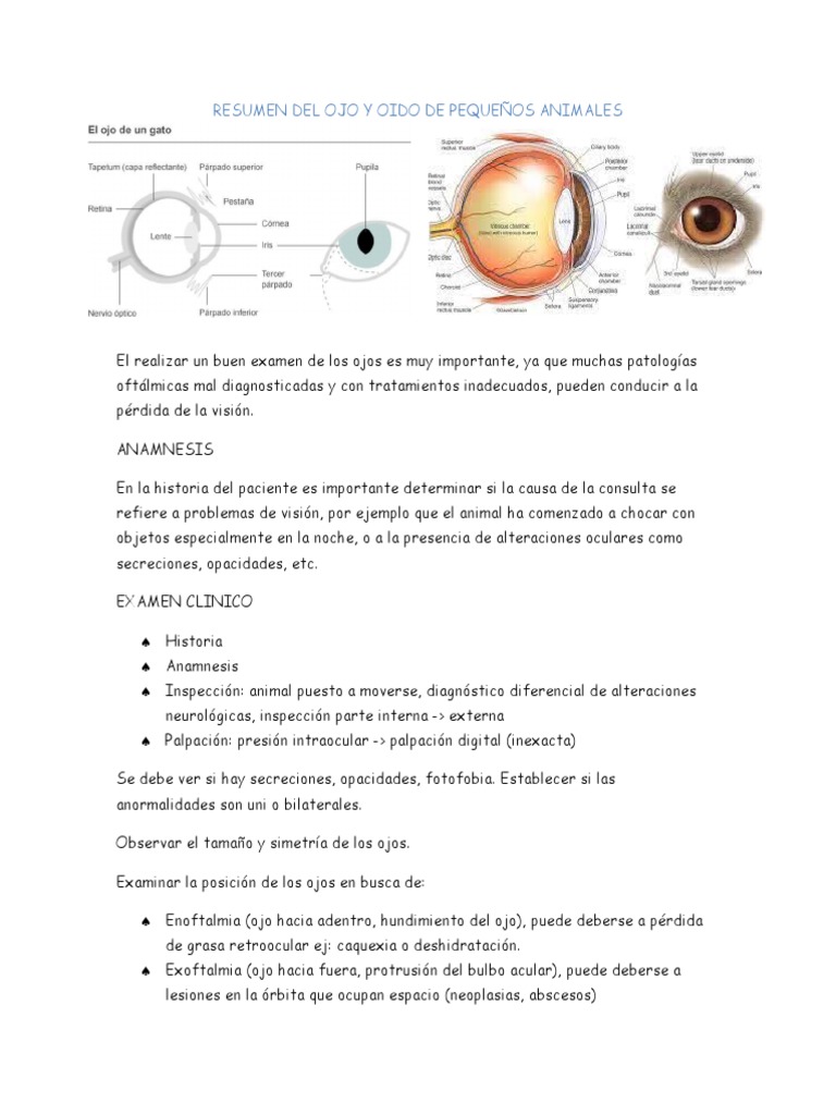 Ojo y Oido de Pequeños Animales | PDF | Ojo humano | Ojo