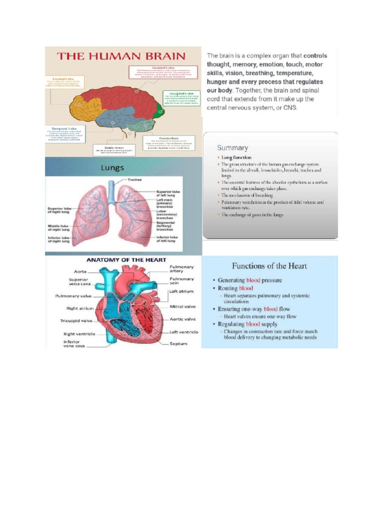 Heart Lungs Brain | PDF