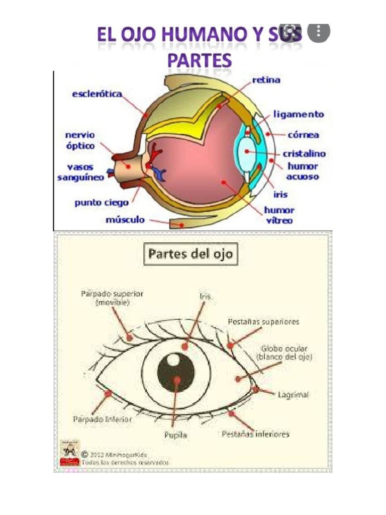 El Ojo Pdf