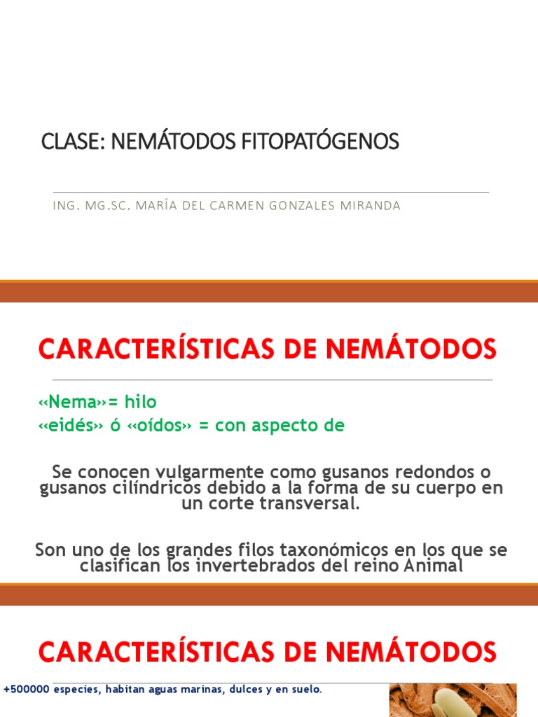 nemátodos clase | PDF | Nematodo | Taxa