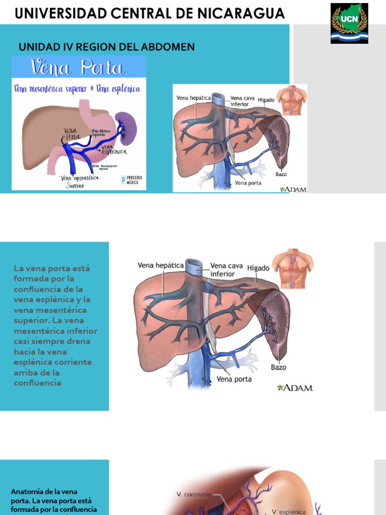 Vena Porta Vena Cava Inferior Inervacion de Las Visceras | PDF ...