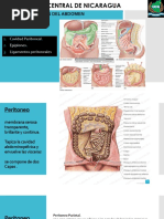 Omentos Mayor y Menor - Anatomía, Ubicación y Función - Kenhub | PDF ...