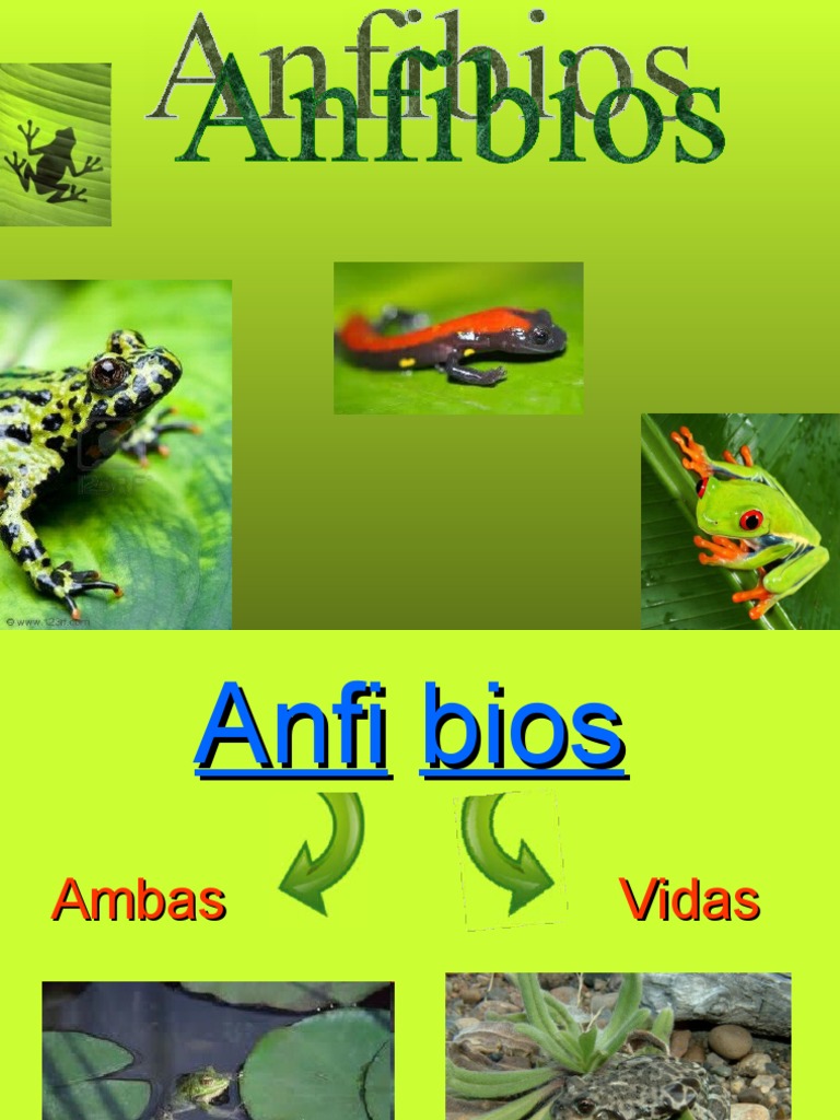 Características de los Anfibios | PDF | Anfibio | Rana