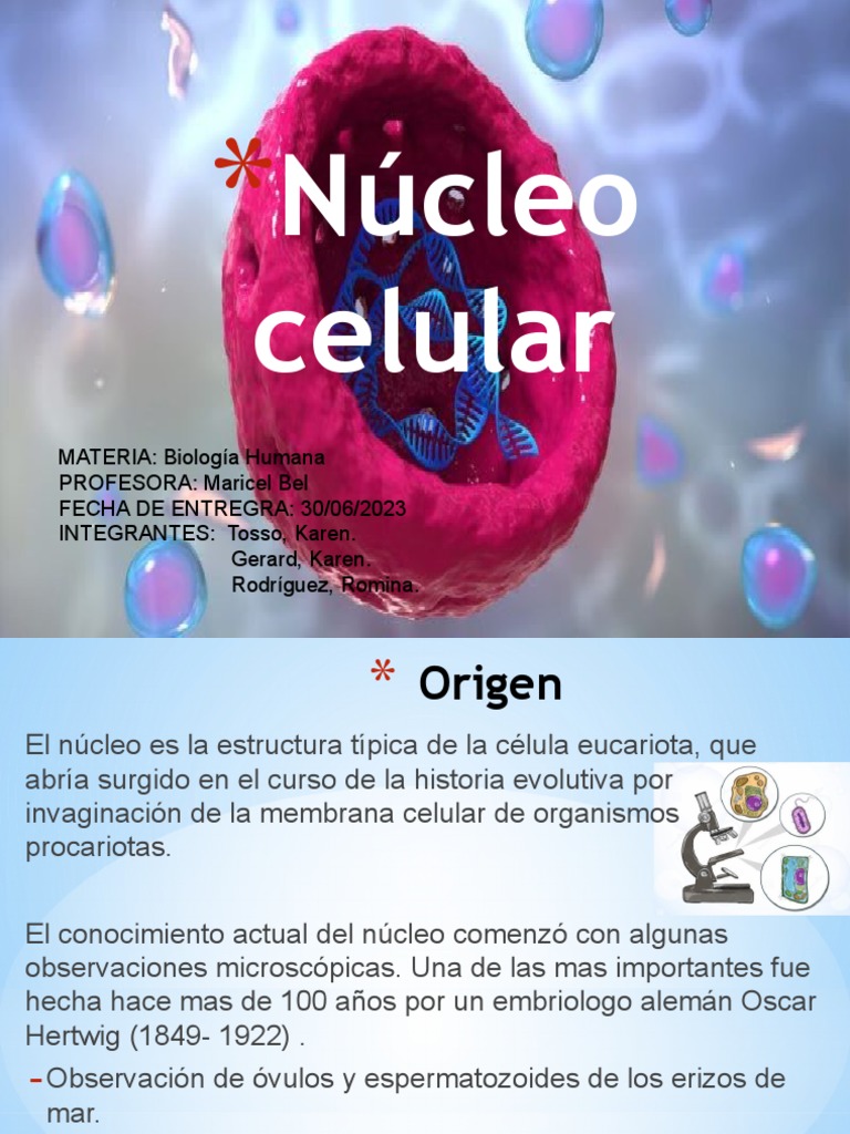 Núcleo Celular | PDF | Citoplasma | Nucleo celular