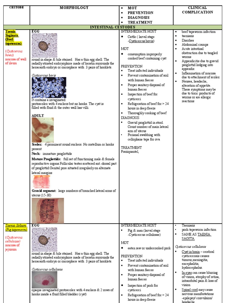 Cysticercus Bovis vs. Cellulosae Overview | PDF | Diseases And ...
