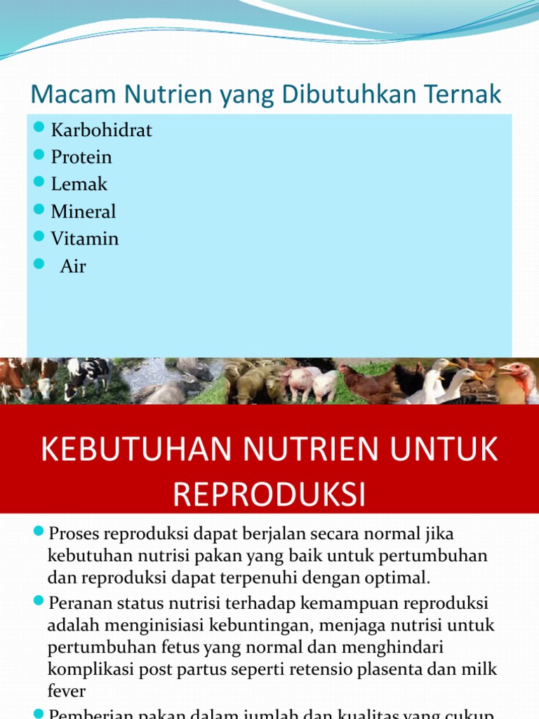 Nutrisi Penting untuk Ternak Sapi | PDF | Teknologi & Rekayasa