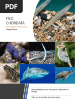 Ficha Técnica Dos Animais | PDF | Jaguar