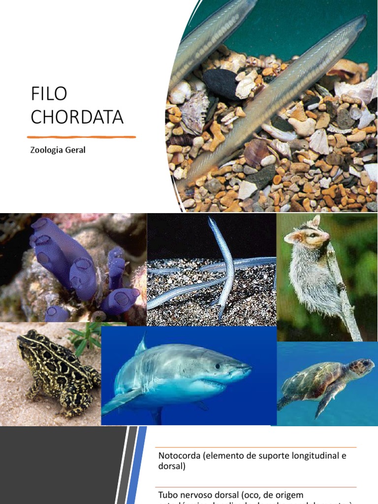 Filo Chordata Peixes | PDF | Vertebrados | Zoologia