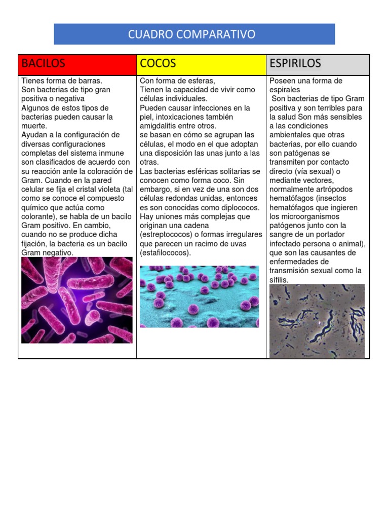 Comparativa de Bacterias: Cocos, Bacilos y Espirilos | PDF | Las ...