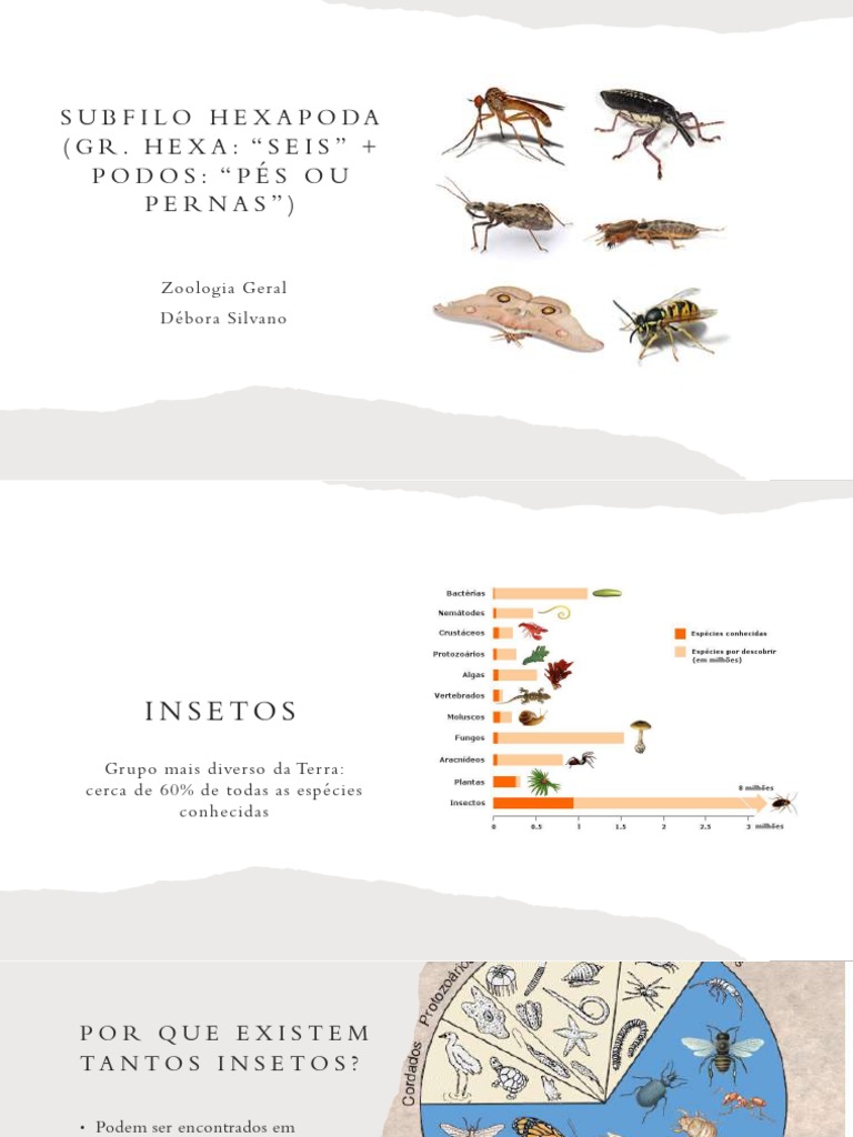 Aula 8. Hexapoda | PDF | Insetos | Besouro