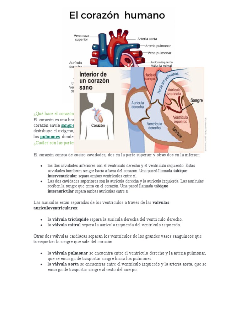 Sistema Circulatorio y El Corazon.... | PDF | Ventrículo (corazón ...