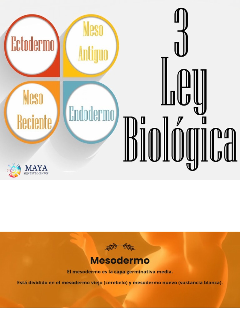 3era Ley Mesodermo Antiguo y Nuevo | PDF | Piel | Cerebro