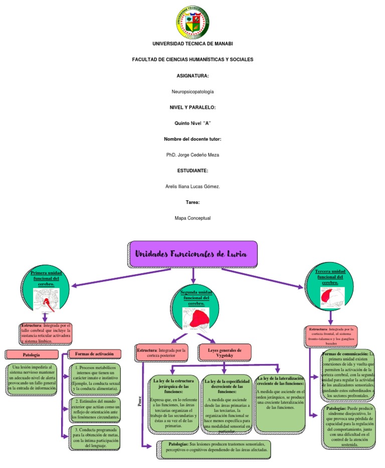 Mapa Conceptual Pdf Cerebro Corteza Cerebral