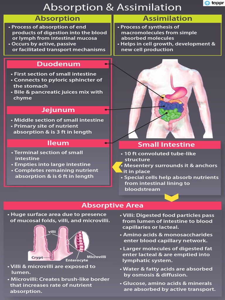 Absorption Assimilation 1 Min | PDF | Small Intestine | Gastrointestinal Tract