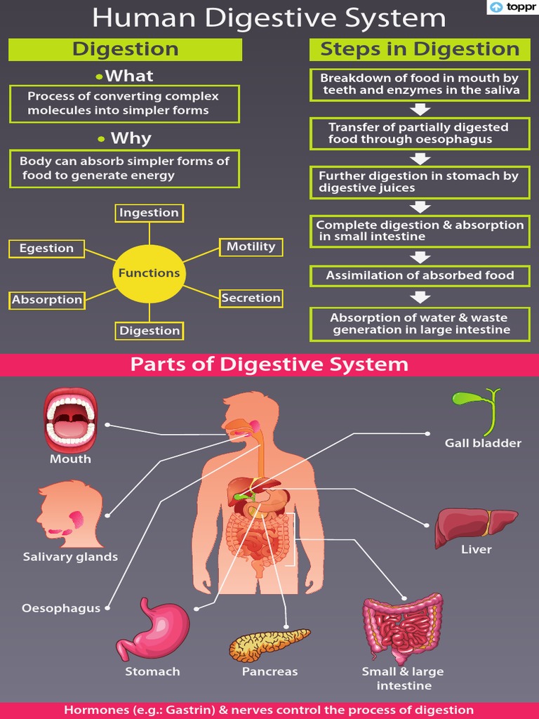 Human Digestive System | PDF | Wellness