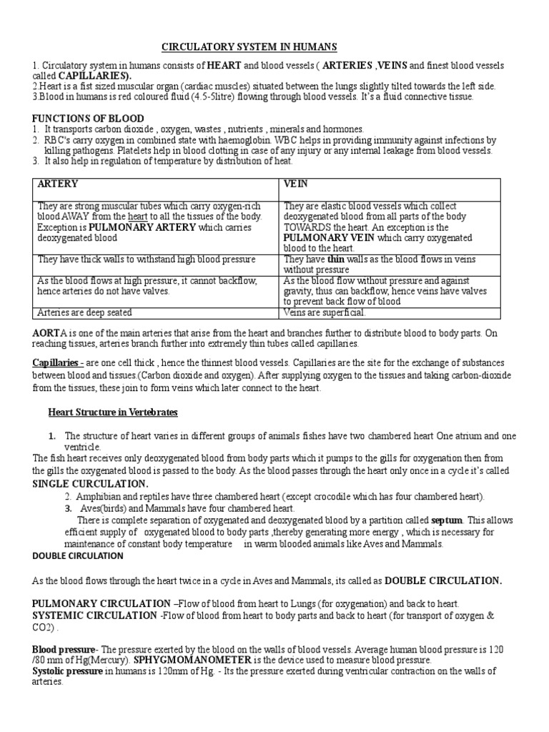 Circulatory System Notes Pdf Heart Artery
