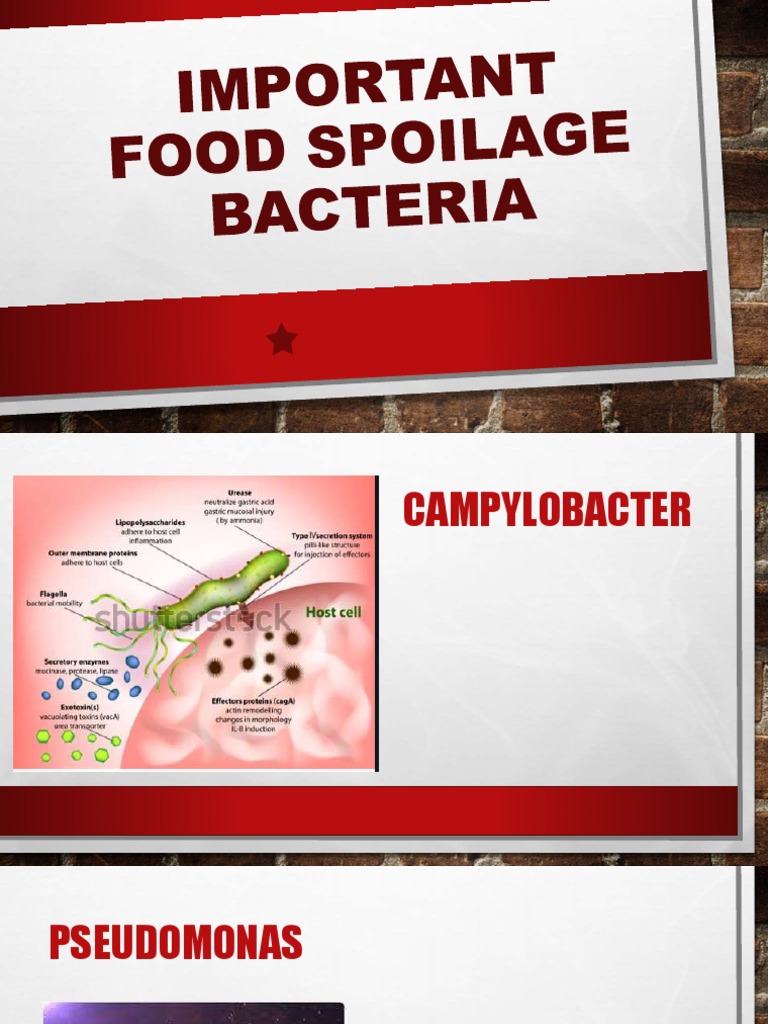 Important Food Spoilage Bacteria | PDF