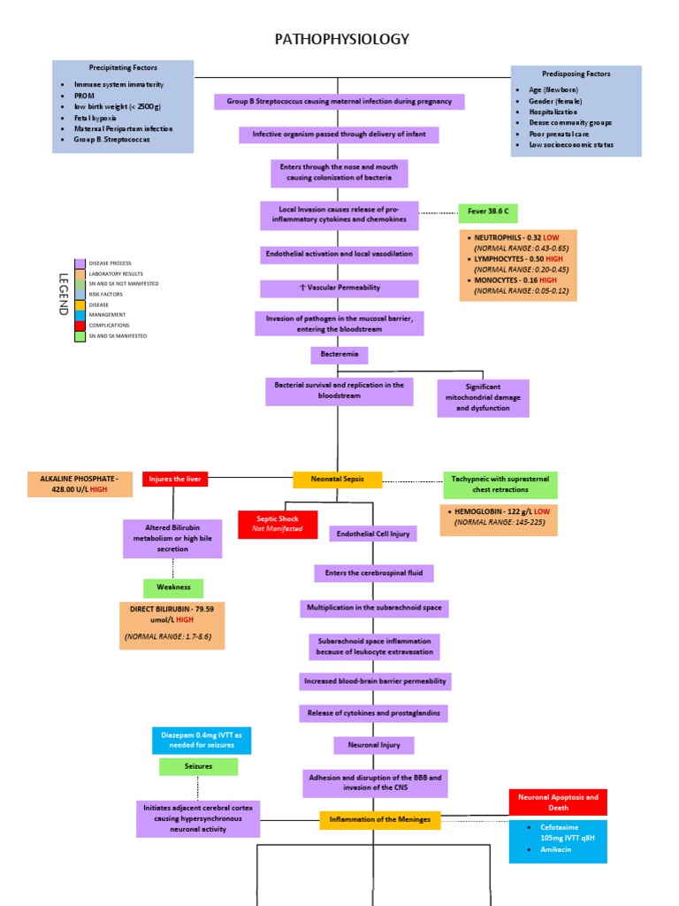 Meningitis Pathophysiology Final | PDF | Meningitis | Inflammation