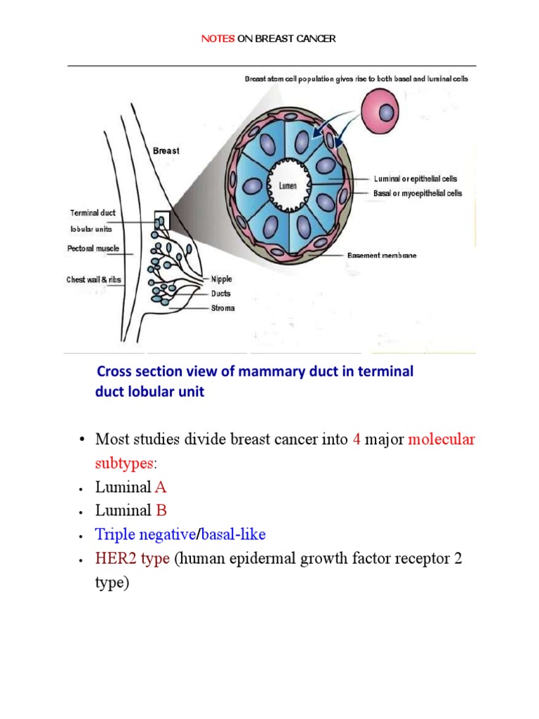 Notes On Breast Cancer 2022 | PDF | Breast Cancer | Cancer
