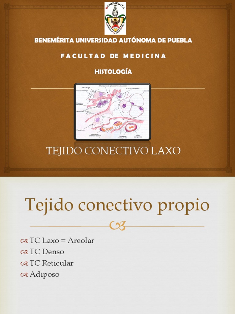 Tejido Conjuntivo Laxo | PDF | Tejido conectivo | Colágeno