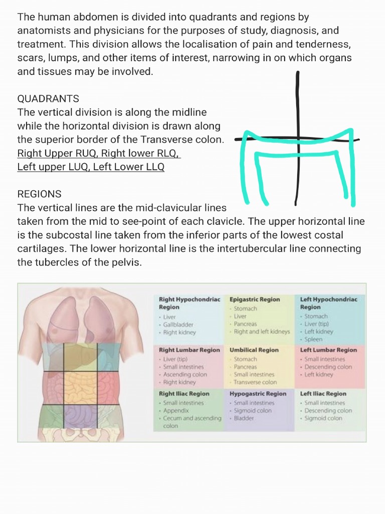 CBL Abdominal Quadrants and Regions | PDF
