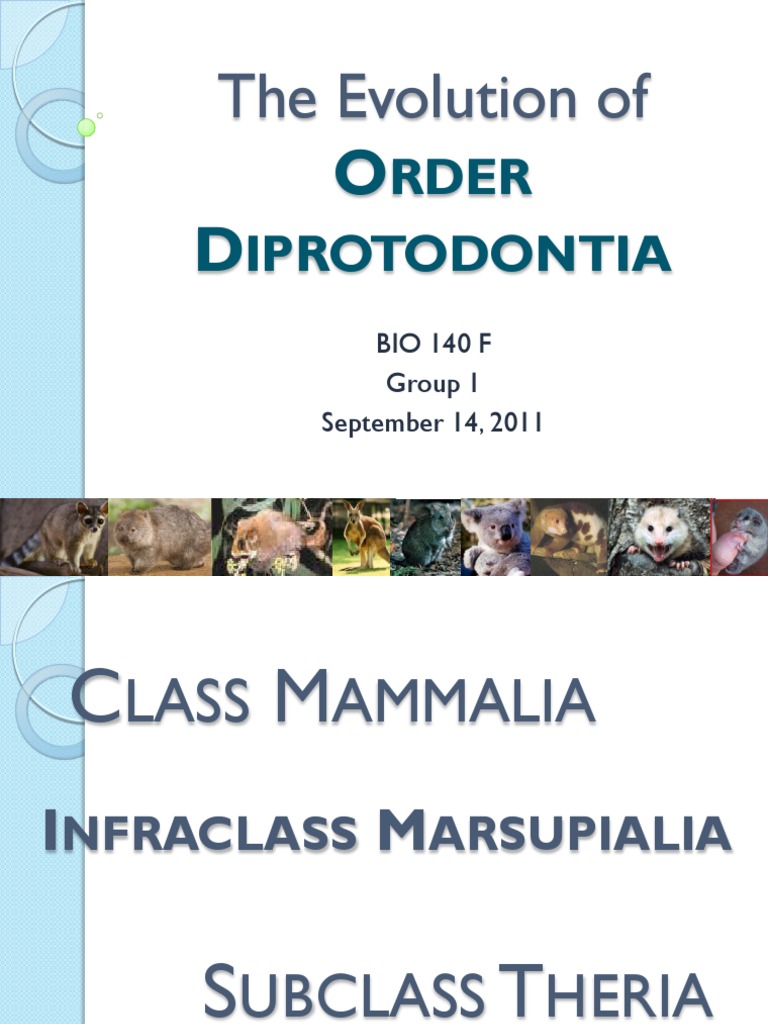 Evolution of Diprotodontia Marsupials | PDF | Marsupials | Mammals