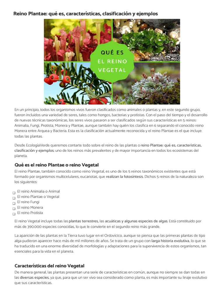 Reino Plantae - Qué Es, Características, Clasificación y Ejemplos | PDF ...