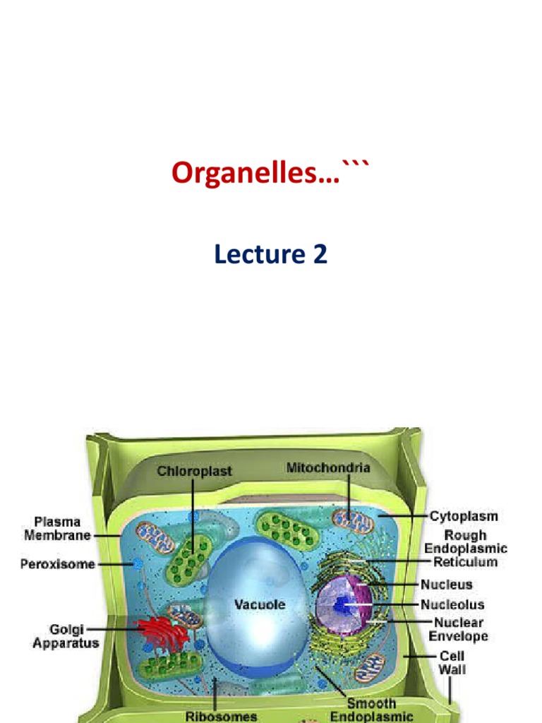 Plant Cell | PDF | Chloroplast | Vacuole