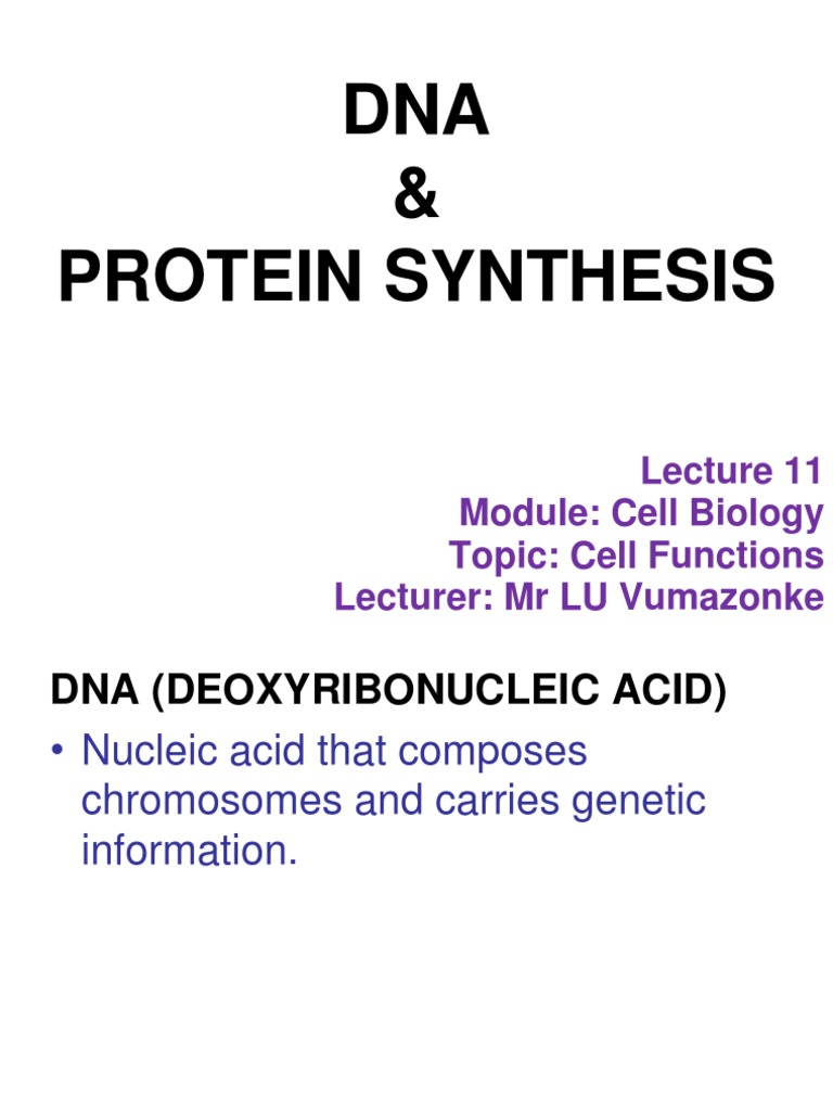 ZOO 111 (Lecture 12 - DNA & Protein Synthesis I-II 2020) | PDF | Dna | Rna