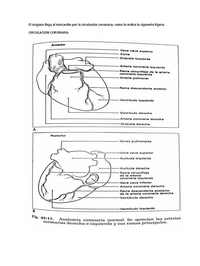 Flujo Coronario - Material Extra | PDF | Anatomía humana | Angiología