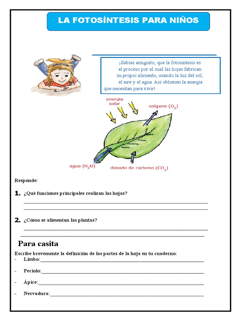Fotosíntesis para Niños | PDF | Hoja | Fotosíntesis