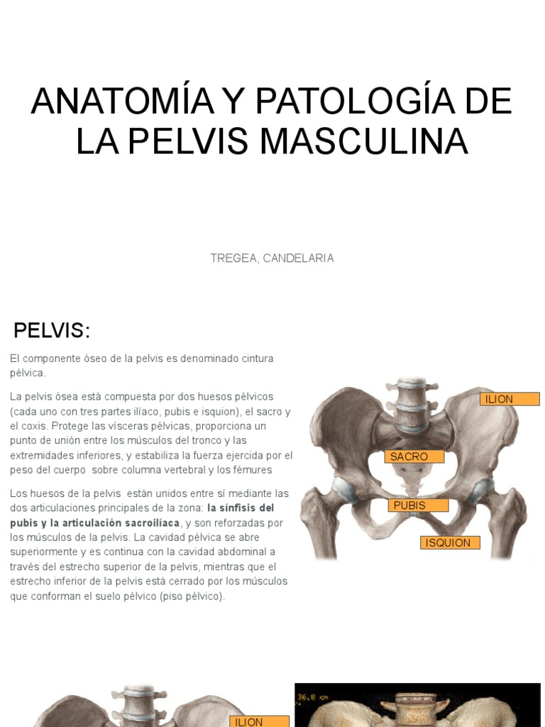 Anatomía y Patología de La Pelvis Masculina | PDF | Pelvis | Anatomía humana